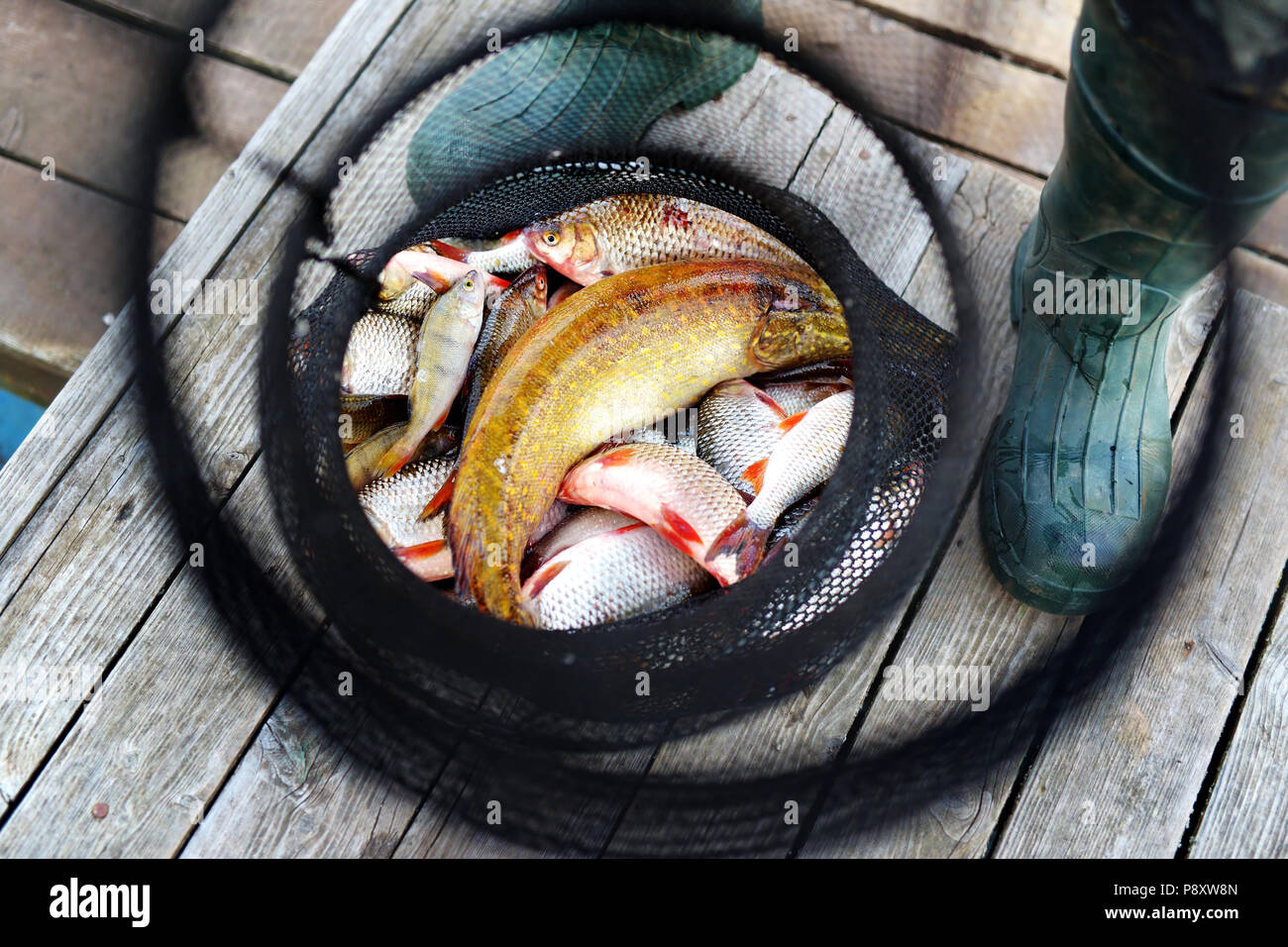 Freshly caught fish in fishing net on wooden background. Fisherman ...
