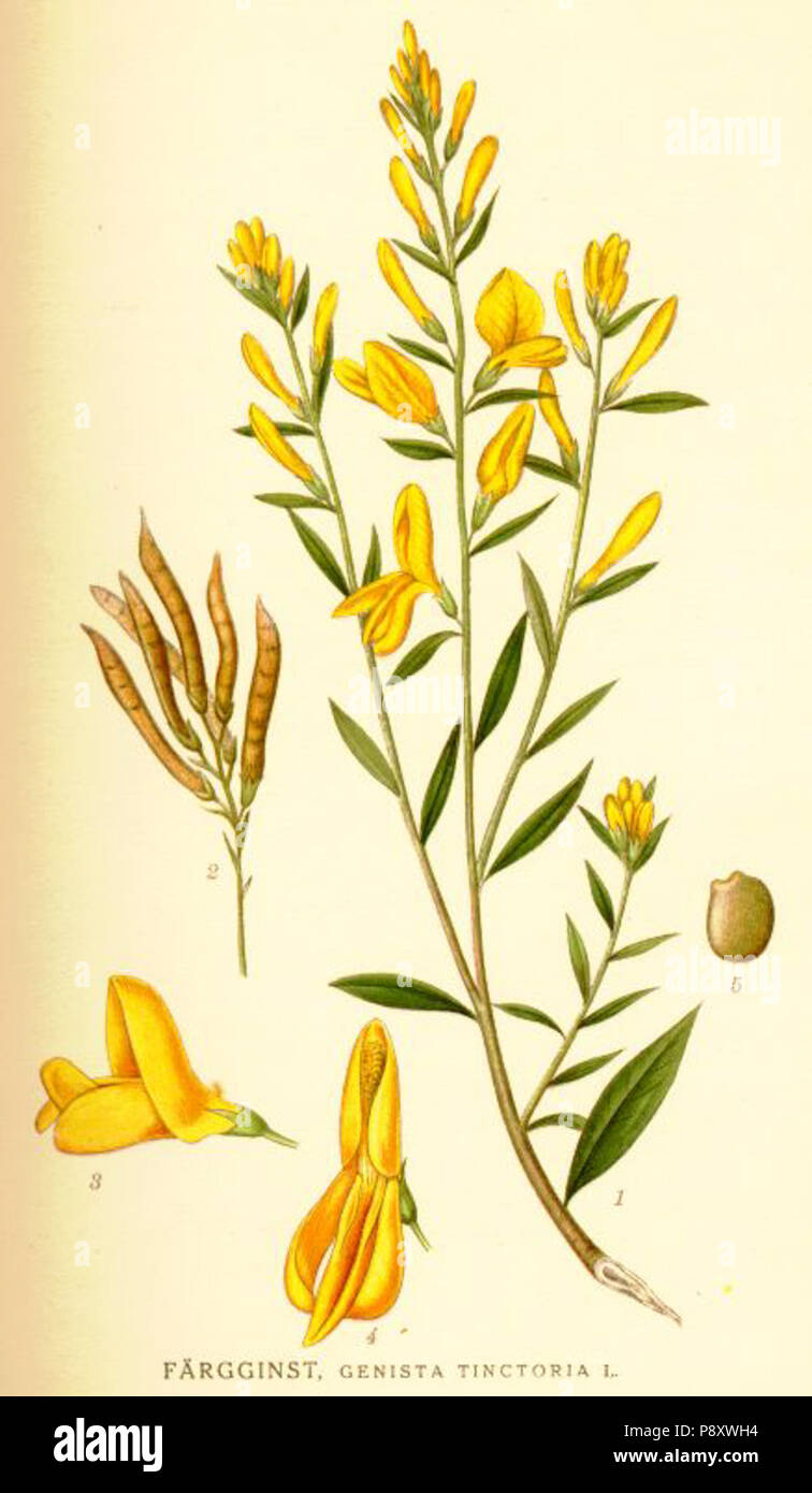 Genista tinctoria wild plant hi-res stock photography and images - Alamy