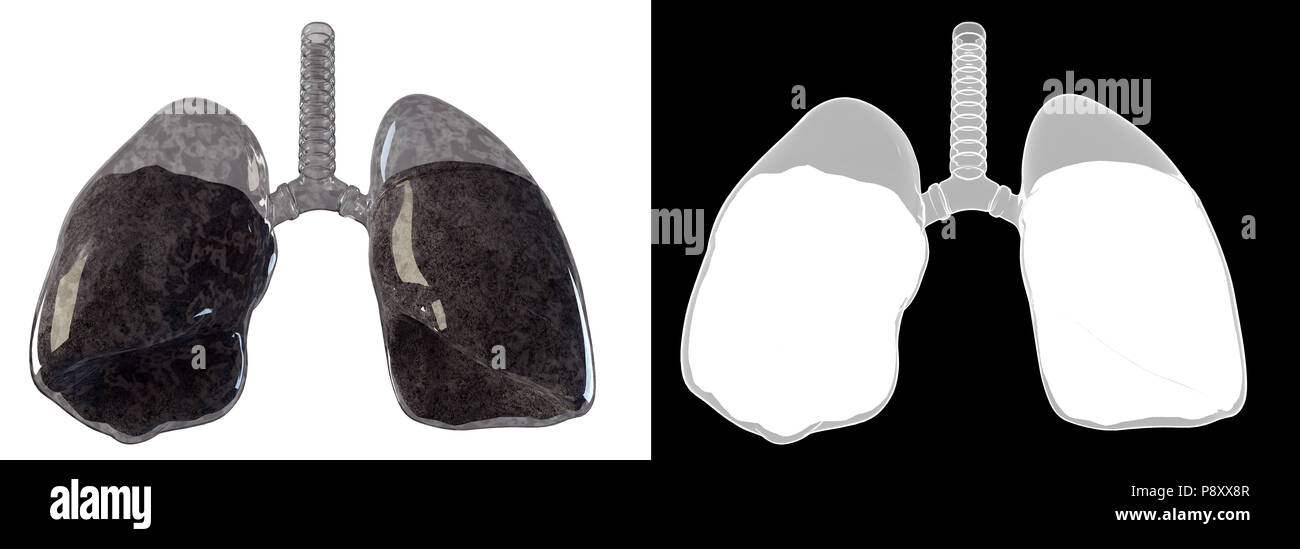 A 3D illustration of a glass lung with alpha to help in clipping Stock ...