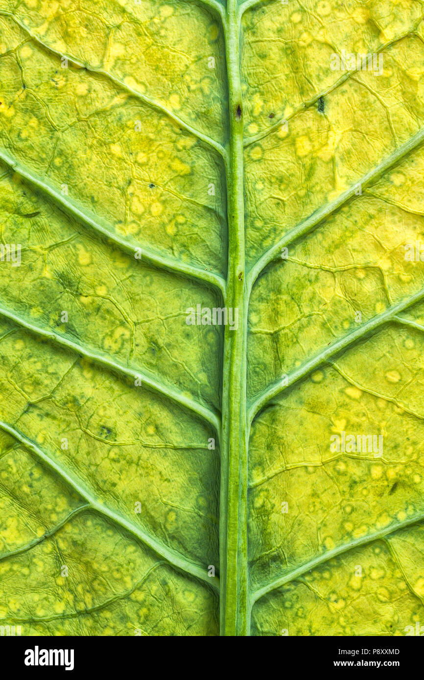 Decomposing leaf hi-res stock photography and images - Alamy