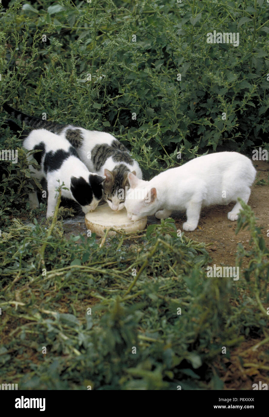 Kittens drinking milk Stock Photo - Alamy