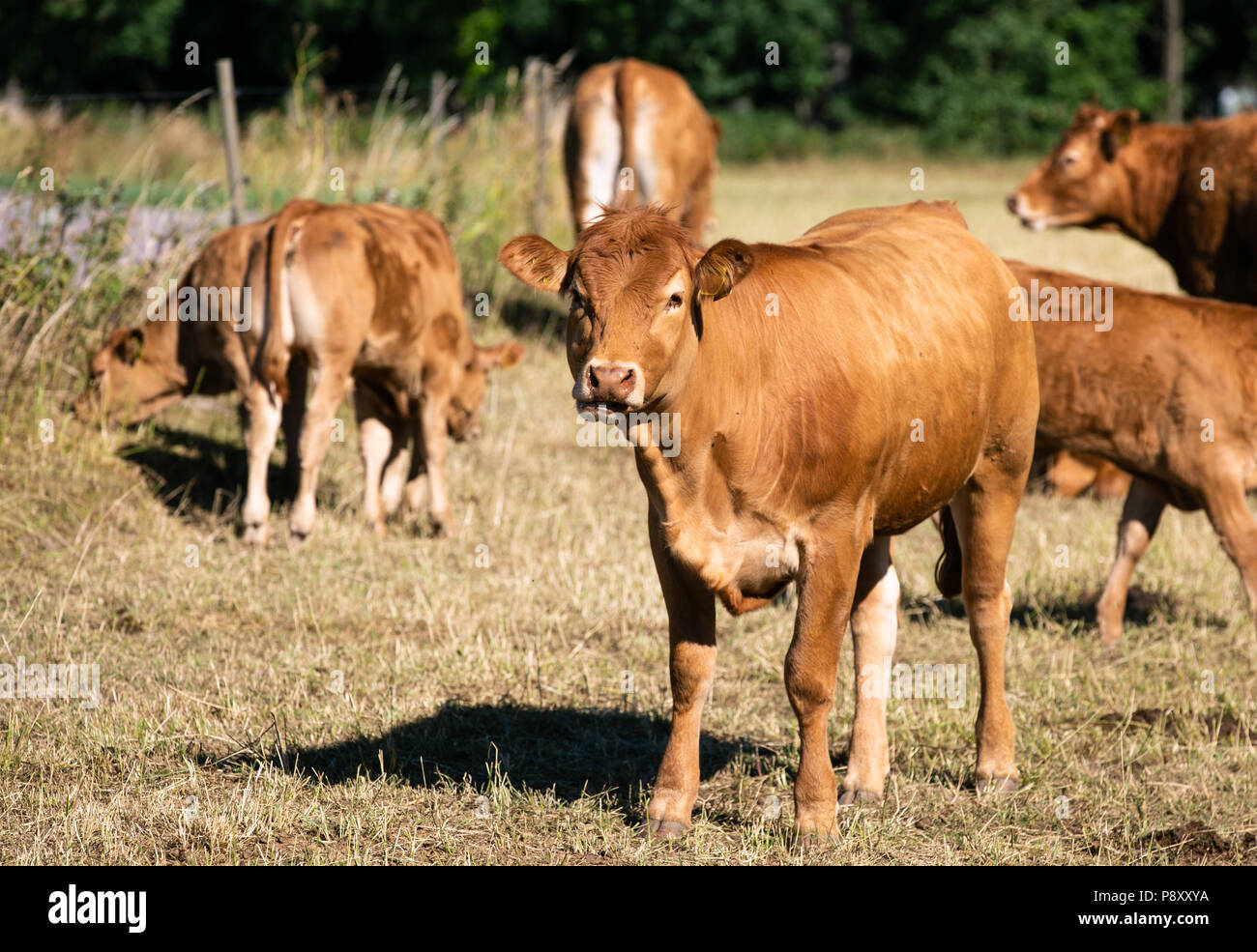 Cows at the farm. Outdoor.Cattle farm. Organic production. Milk and ...