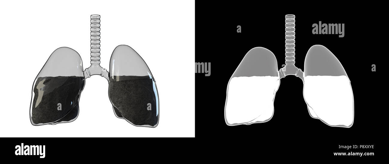 A 3D illustration of a glass lung with alpha to help in clipping Stock ...