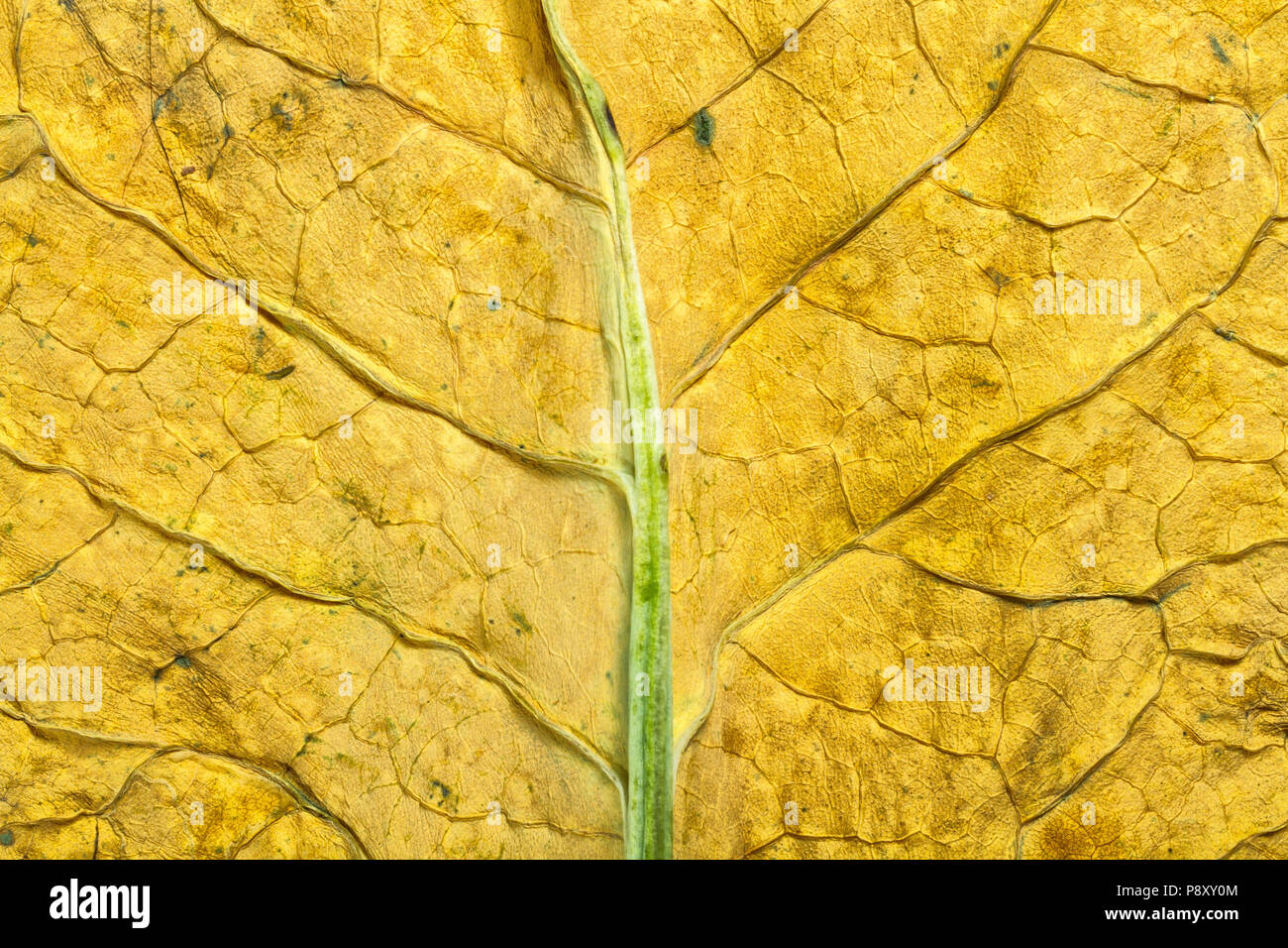 Decomposing leaf hi-res stock photography and images - Alamy