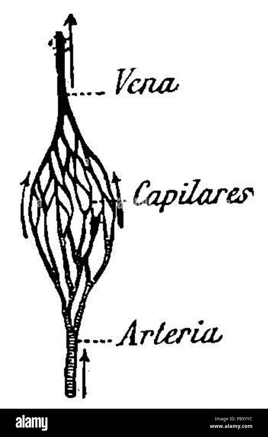 Capilares hi-res stock photography and images - Alamy