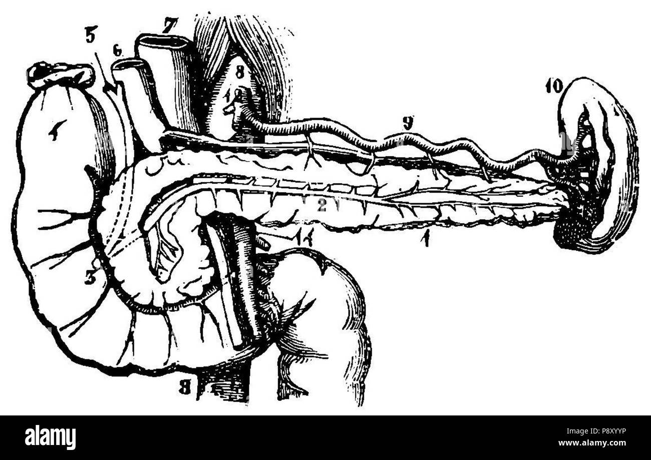 Intestino hi-res stock photography and images - Alamy