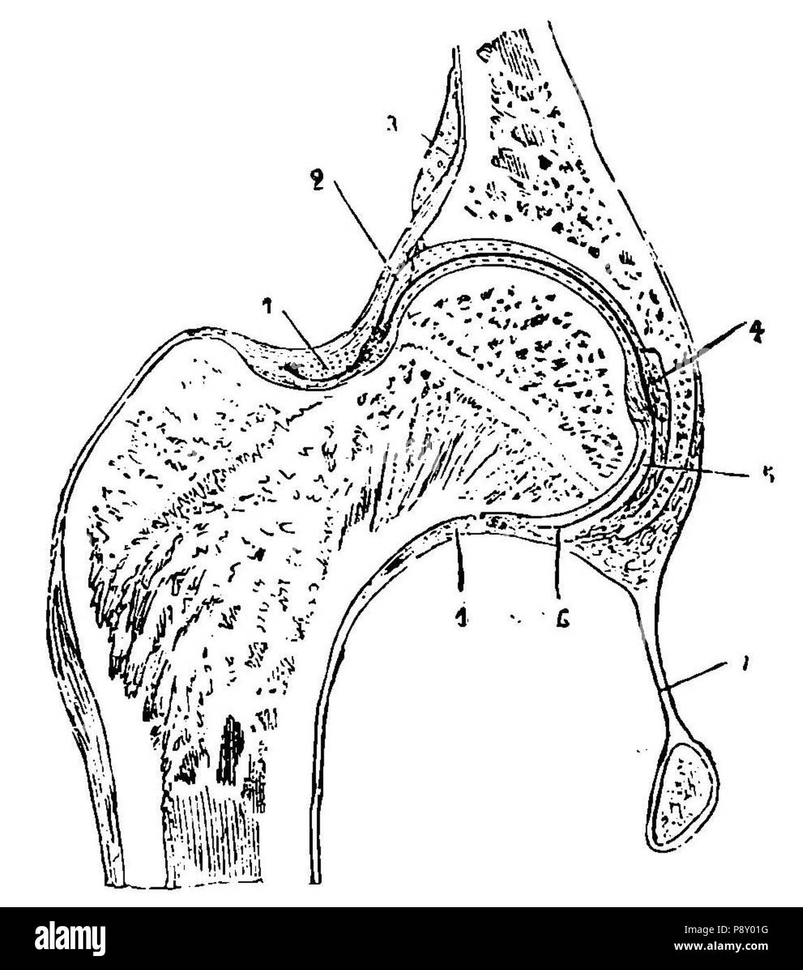 Cadera hi-res stock photography and images - Alamy