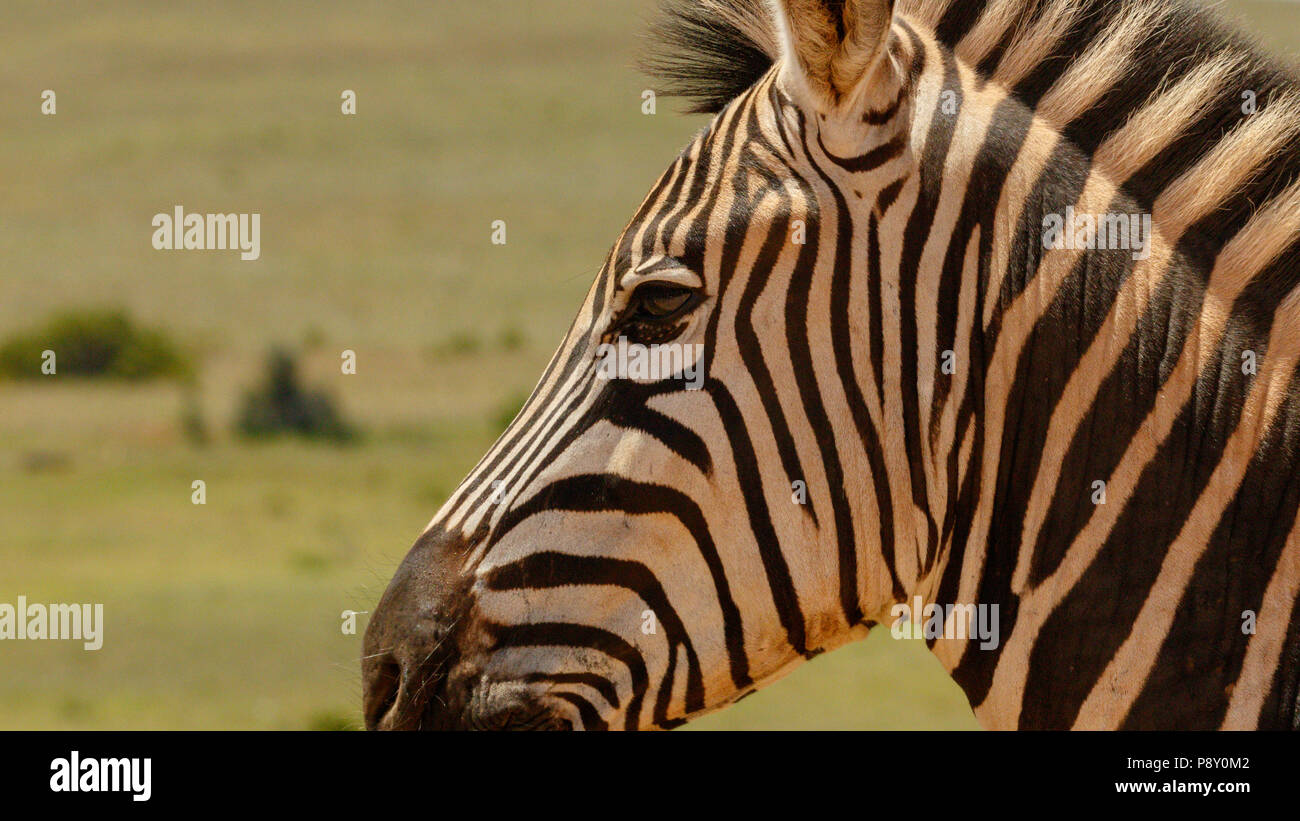 Close up of a zebras eye hi-res stock photography and images - Alamy