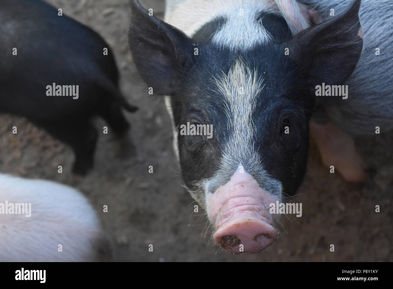 Wiggling pink snout on a black and white pig Stock Photo - Alamy