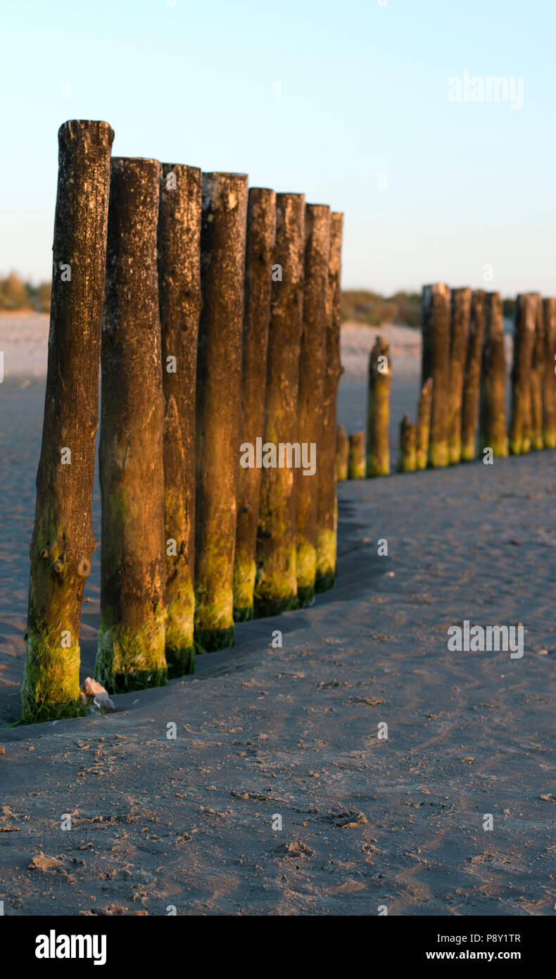 Algae groynes hi-res stock photography and images - Alamy