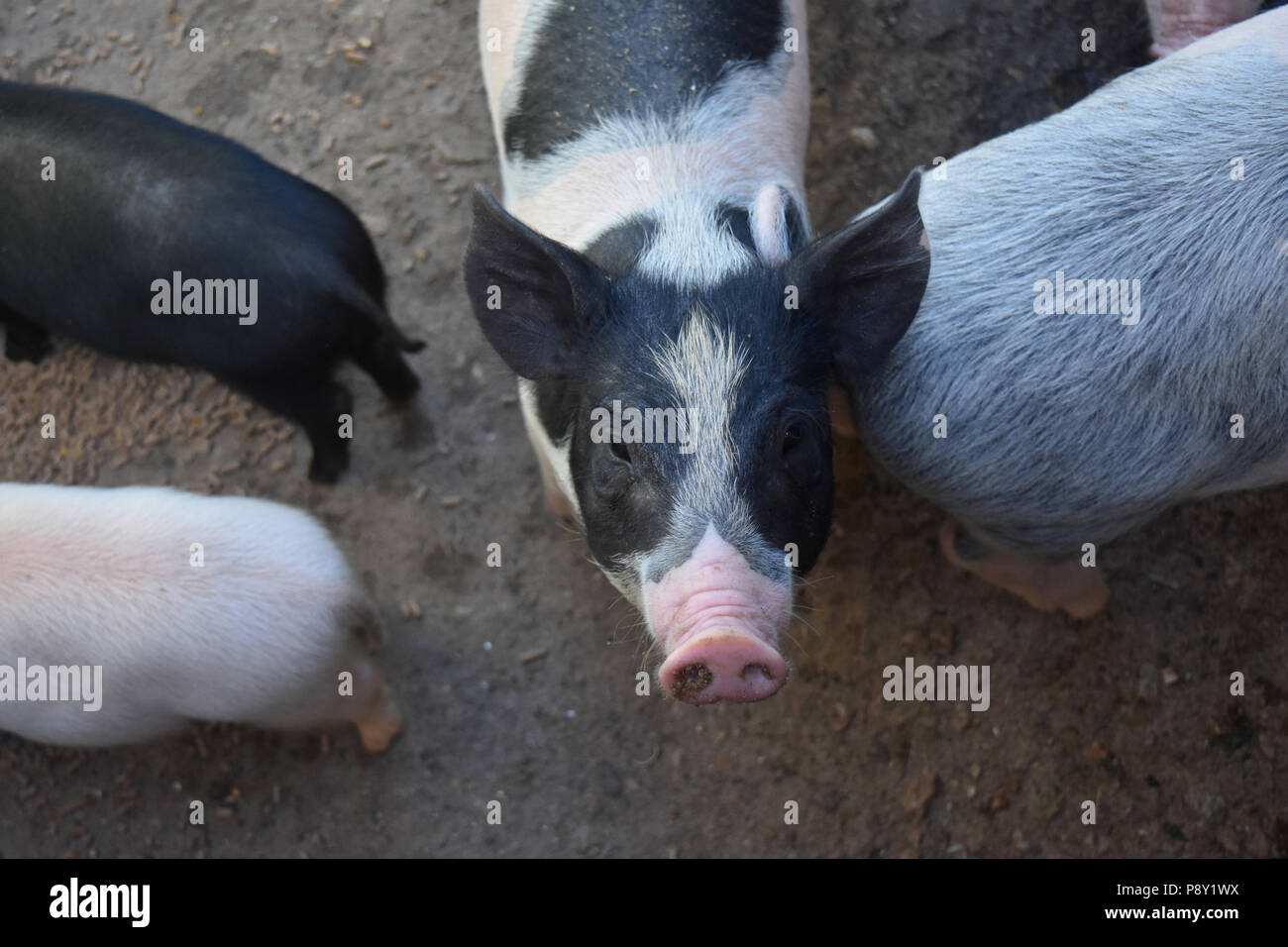 Black And White Pigs High Resolution Stock Photography and Images - Alamy