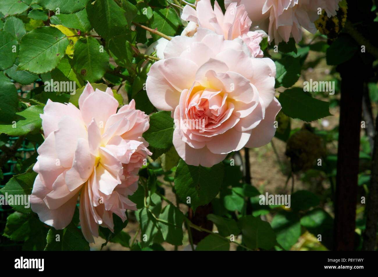 Cornelia rose hi-res stock photography and images - Alamy