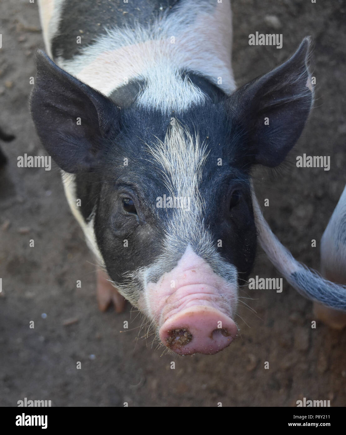 Razorback Pigs High Resolution Stock Photography and Images - Alamy