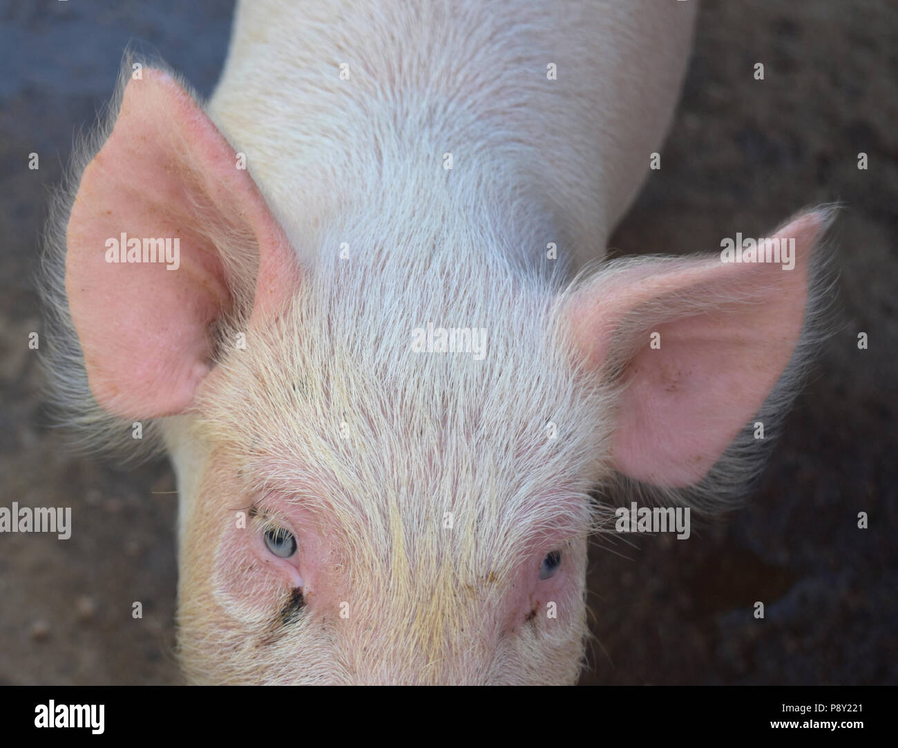 Up close with the eyes and ears of a pink pig Stock Photo - Alamy