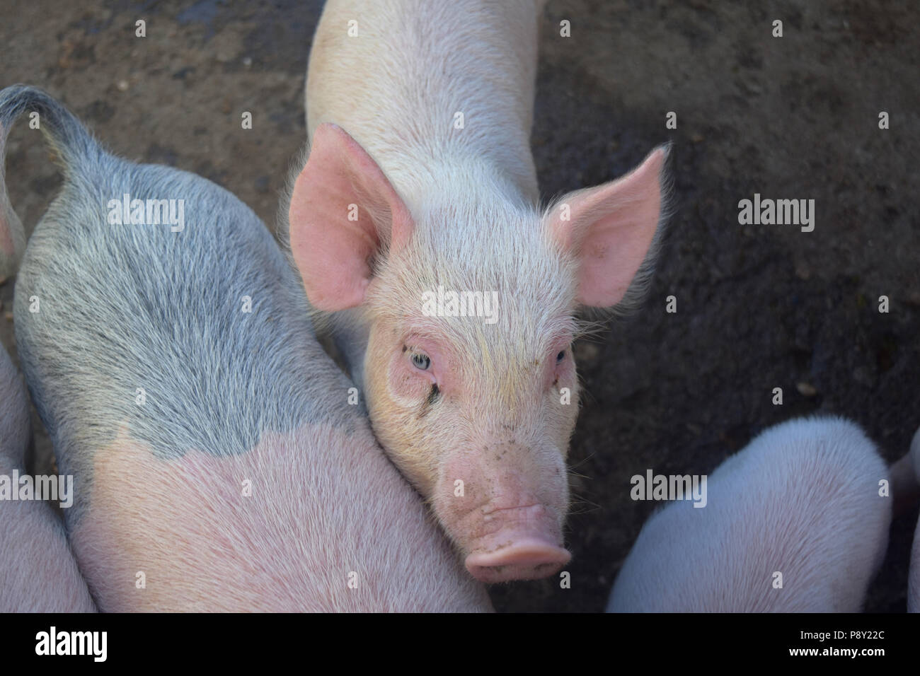 Pink piglet vying for attention in a group of pigs Stock Photo - Alamy