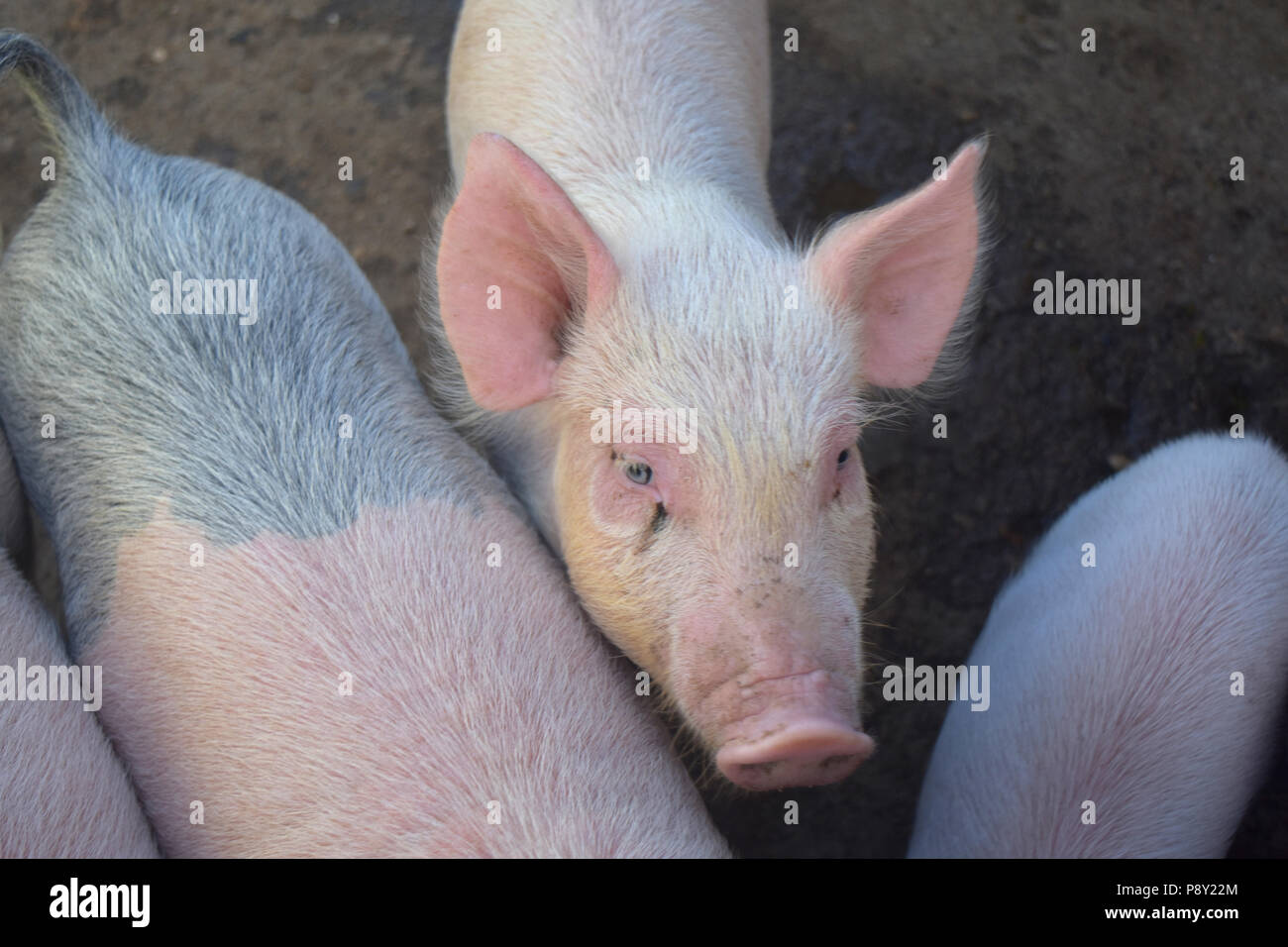 Adorable pig with pink ears and a nose Stock Photo - Alamy