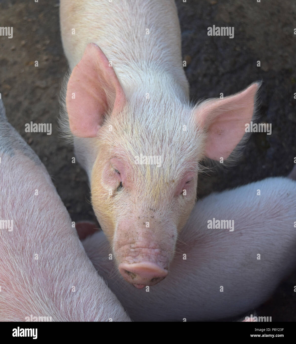 Really cute pink piglet with big ears and a snout Stock Photo - Alamy