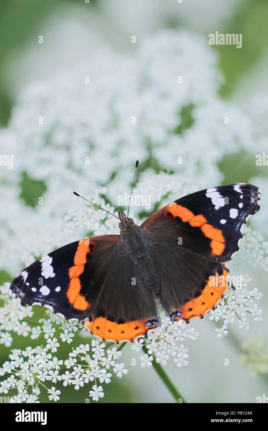 Vanessa atalanta, the red admiral Stock Photo - Alamy