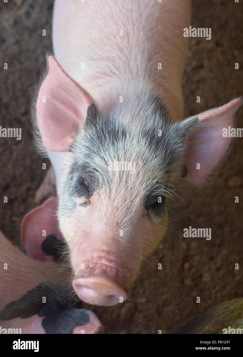 Razorback face hi-res stock photography and images - Alamy