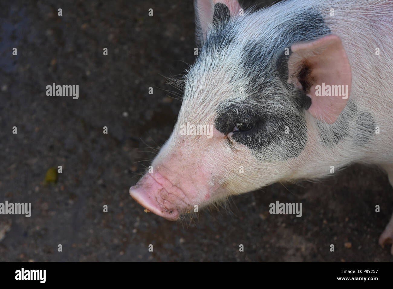 Razorback Pig Stock Photos & Razorback Pig Stock Images - Alamy