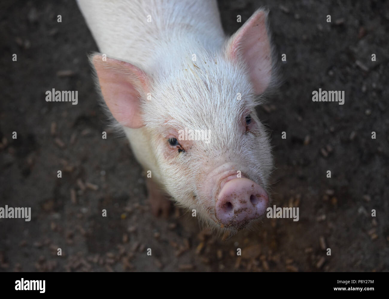 Pig Mud High Resolution Stock Photography and Images - Alamy