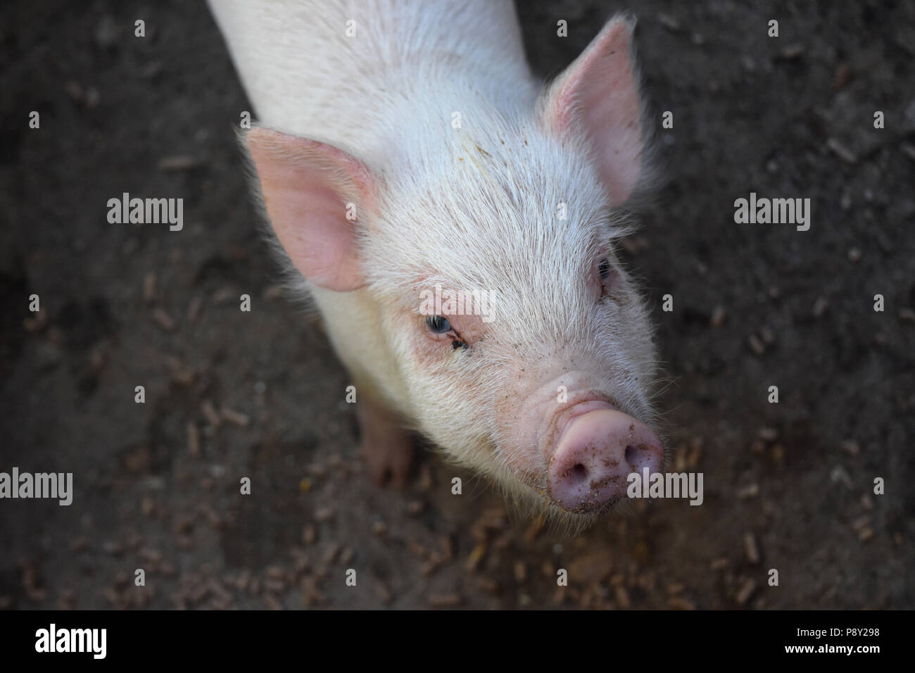 Pig Ears Stock Photos & Pig Ears Stock Images - Alamy