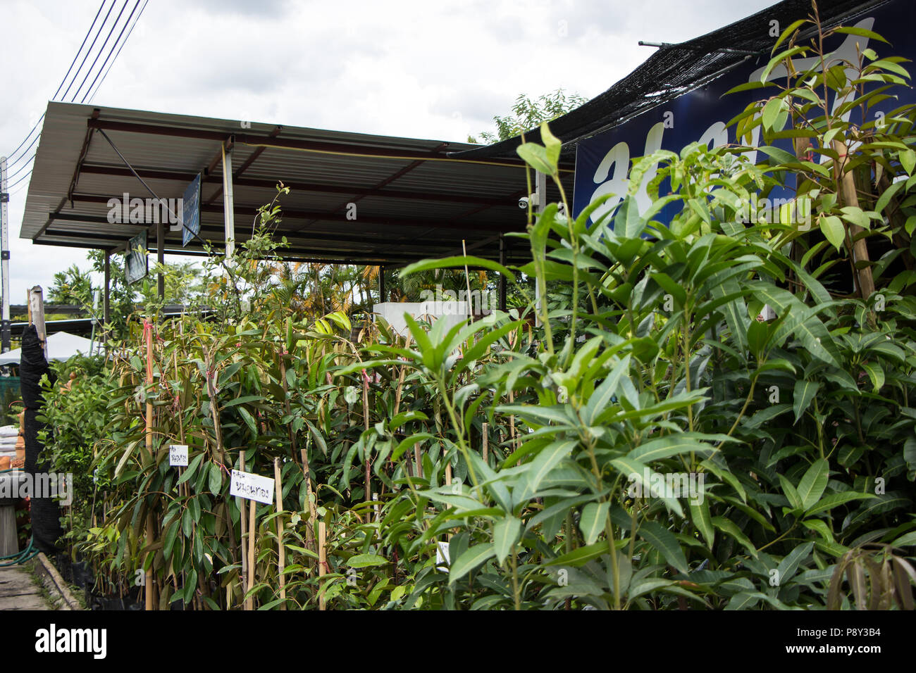 Chiangmai, Thailand - July 13 2018: Kam Tieng Tree Market. Big Tree ...