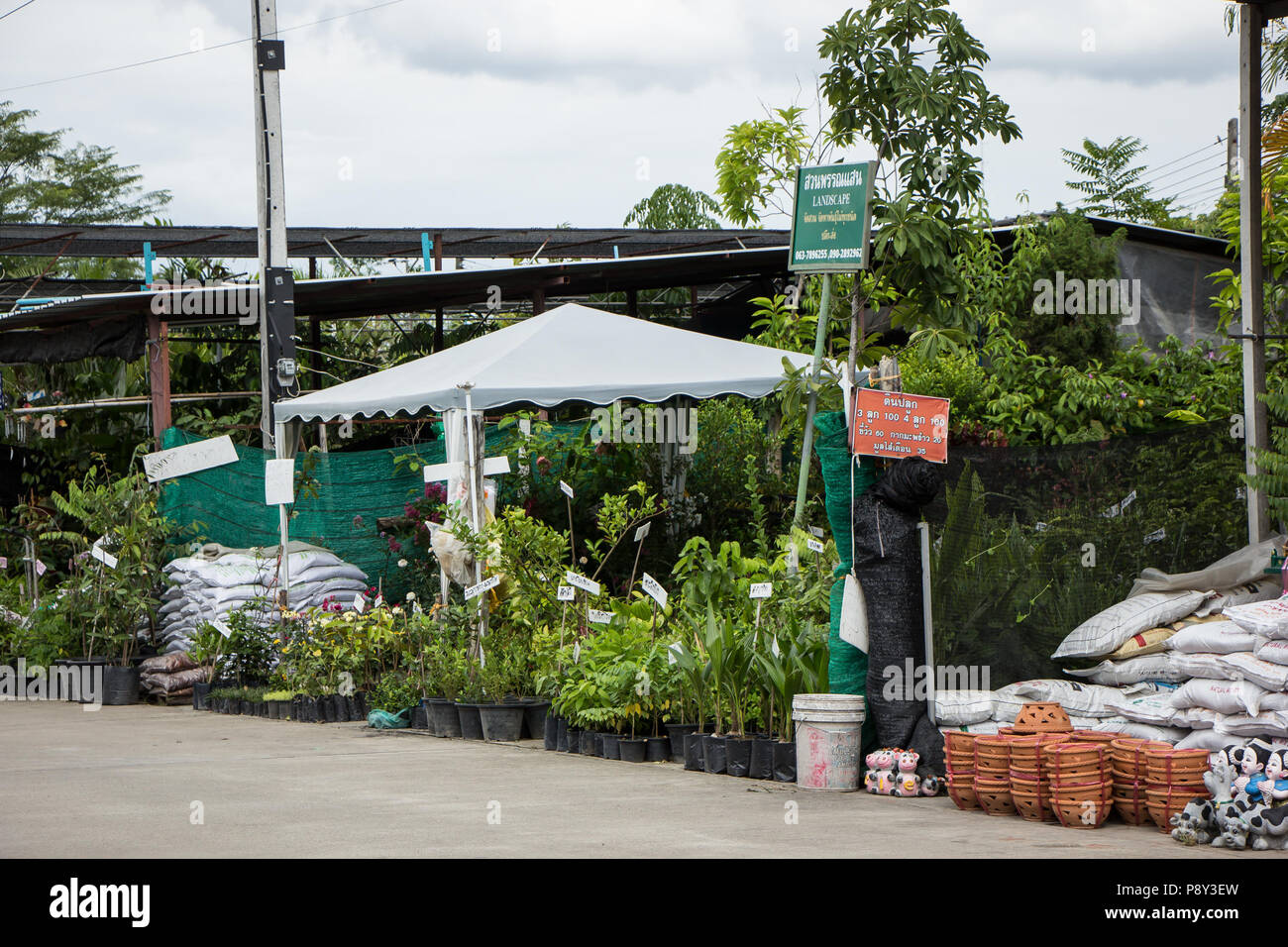 Chiangmai, Thailand - July 13 2018: Kam Tieng Tree Market. Big Tree ...
