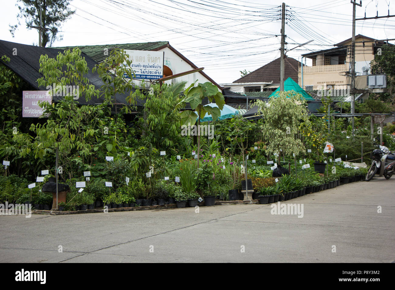 Chiangmai, Thailand - July 13 2018: Kam Tieng Tree Market. Big Tree ...