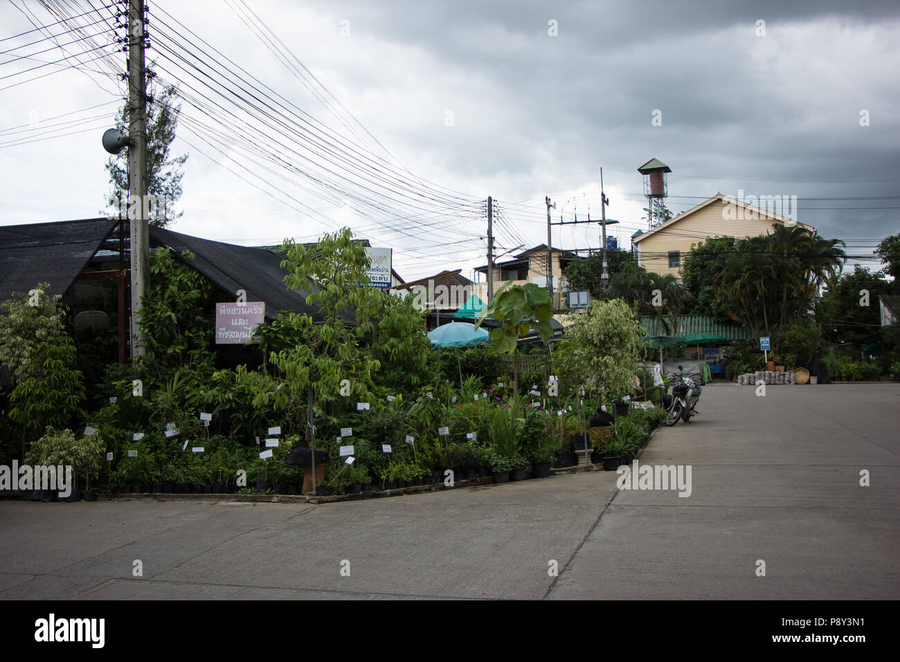 Chiangmai, Thailand - July 13 2018: Kam Tieng Tree Market. Big Tree ...