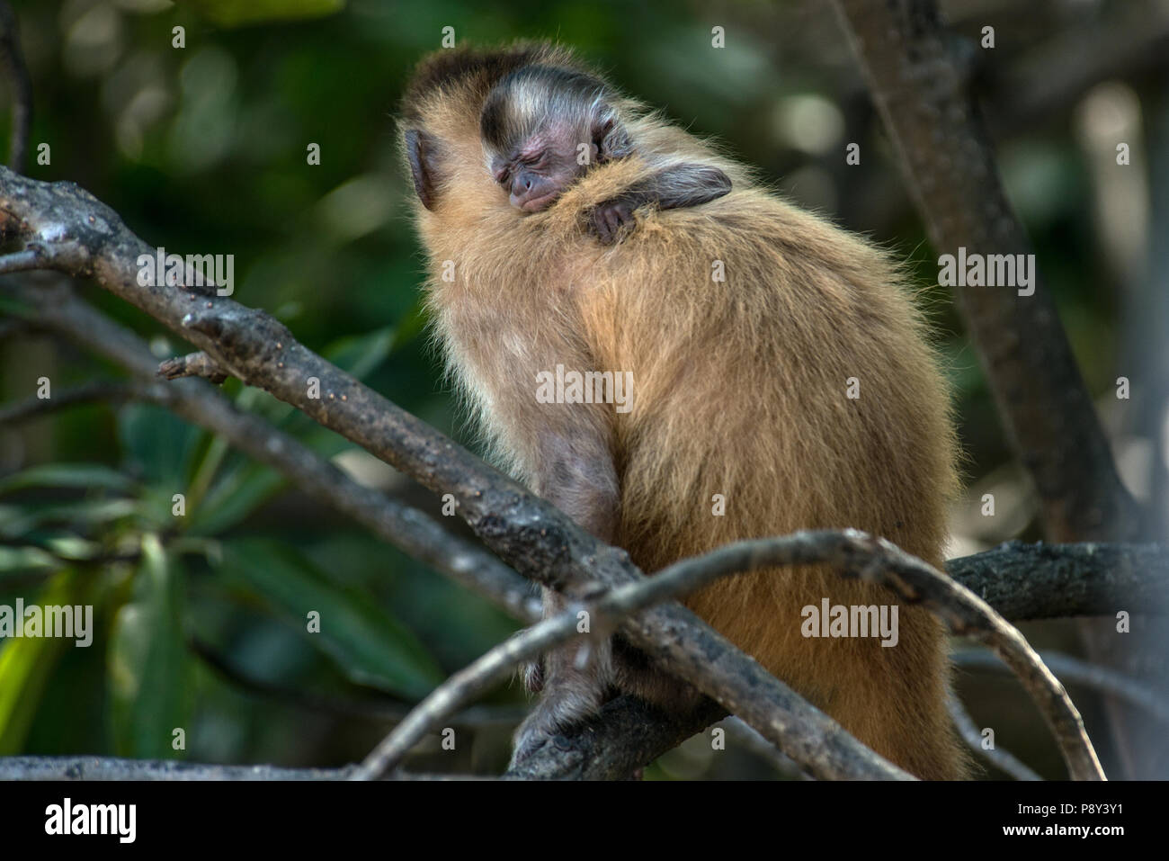 Female capuchin monkey with a baby on her back, Atins, Maranhao state ...