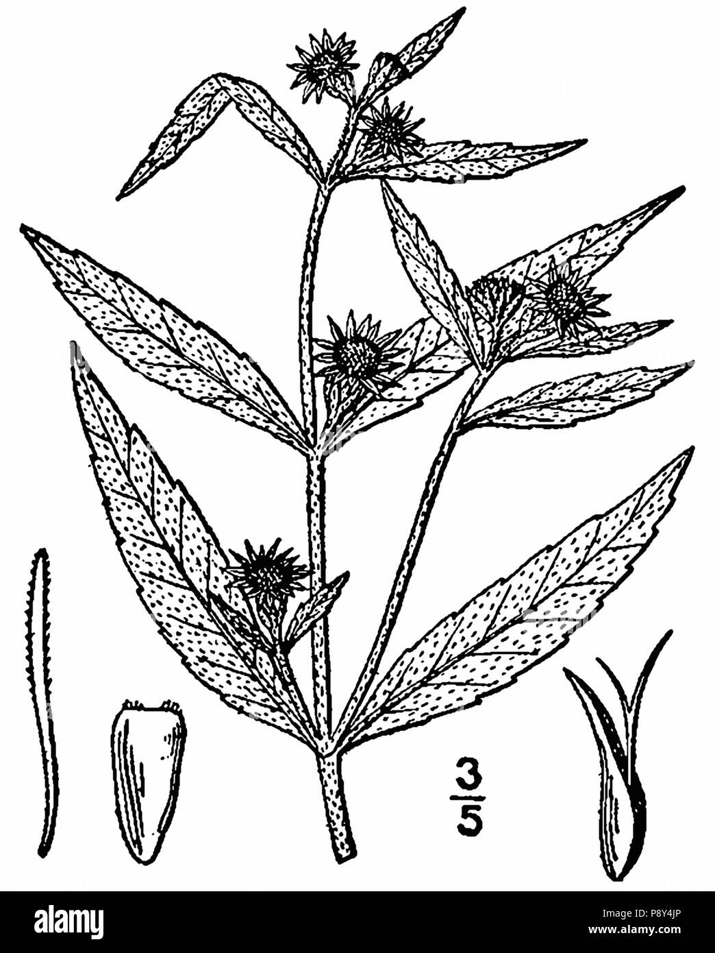 éclipta prostrata Black and White Stock Photos & Images - Alamy