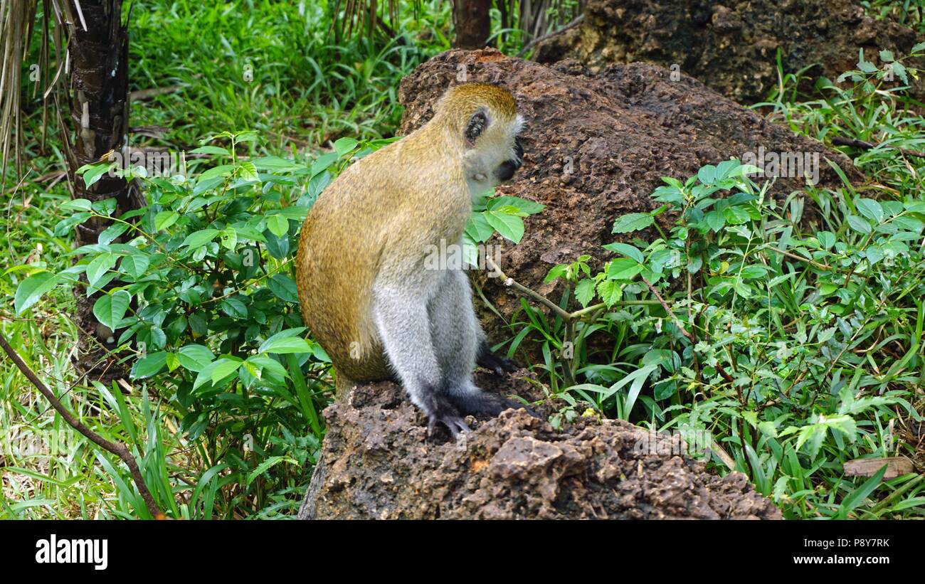 wild living monkey in the savanna of kenyan national park Stock Photo ...