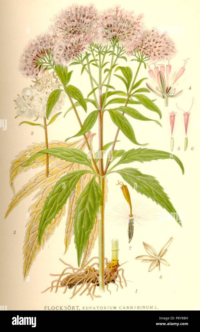 Plants perennial characteristics hi-res stock photography and images ...