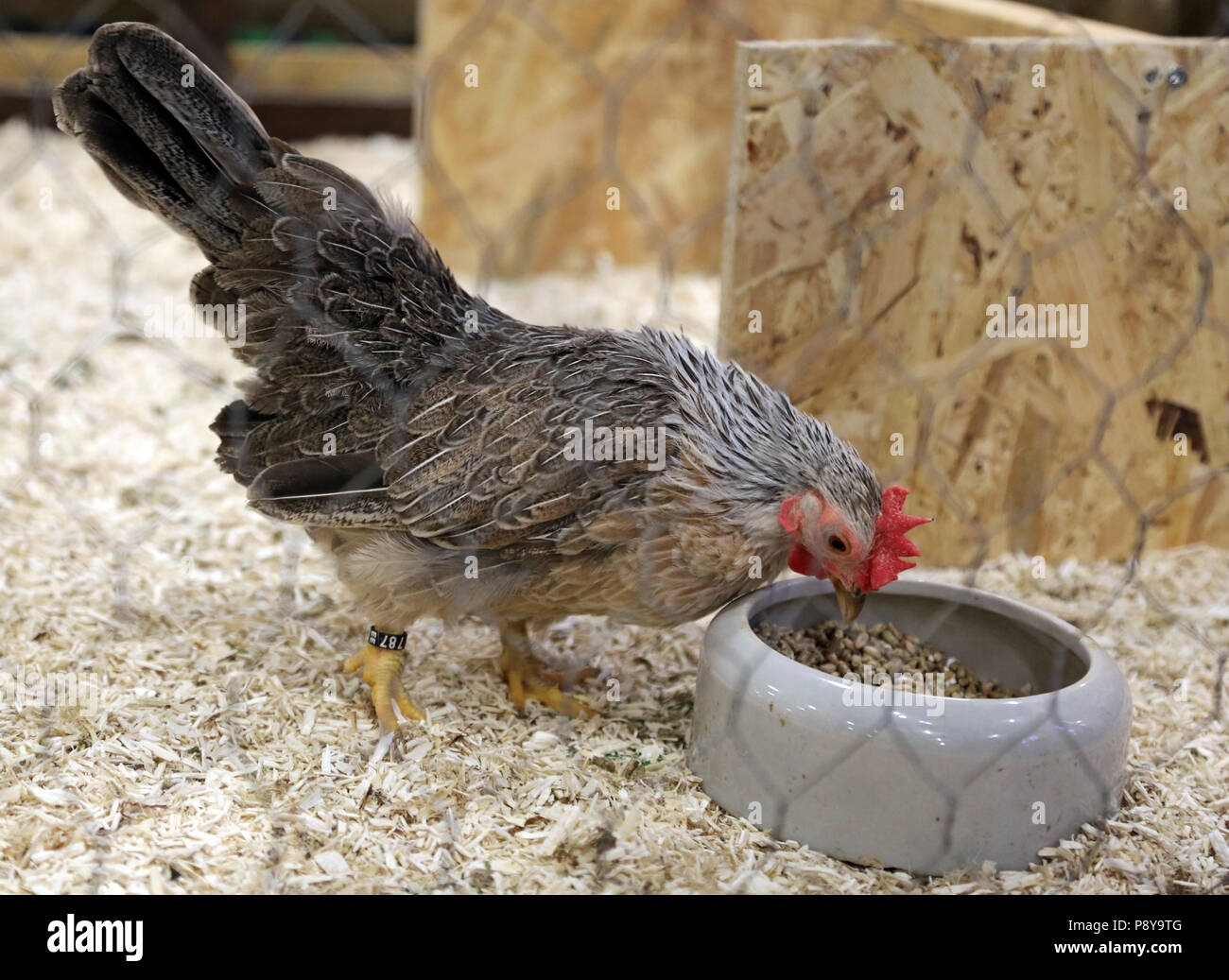 Chicken pecking hi-res stock photography and images - Alamy