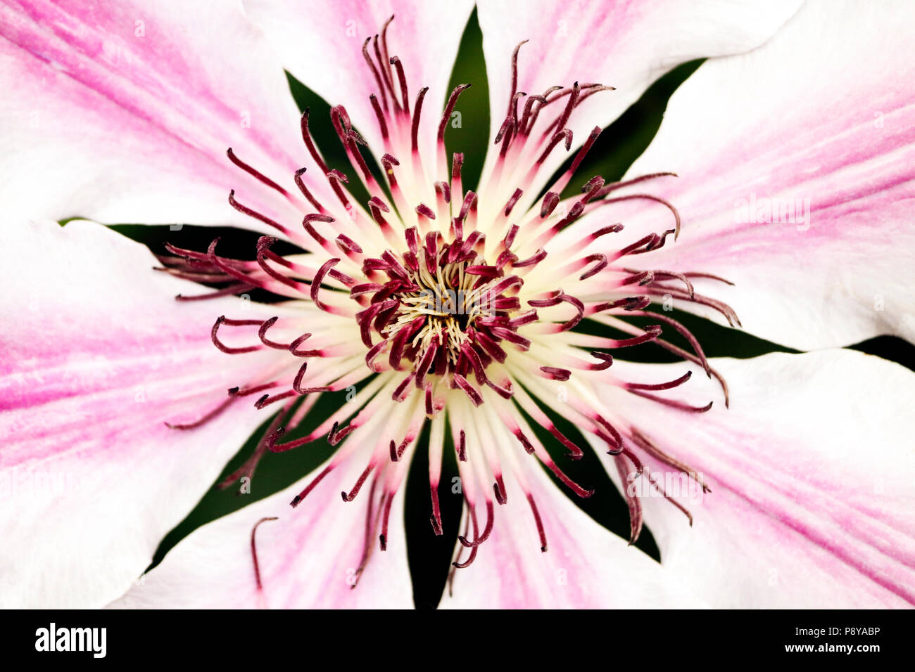 Conical flower buds hi-res stock photography and images - Alamy