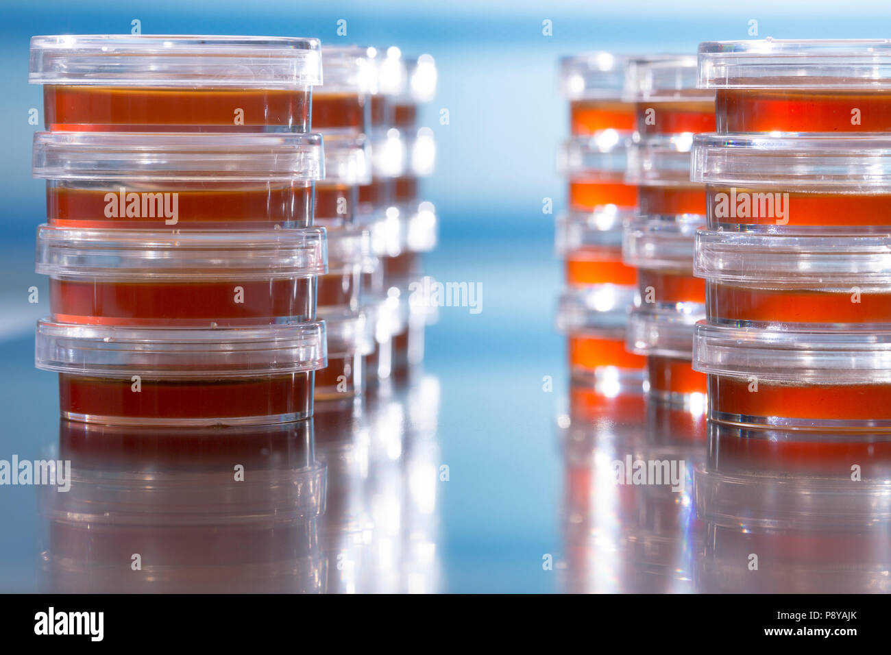 Agar plates hi-res stock photography and images - Alamy