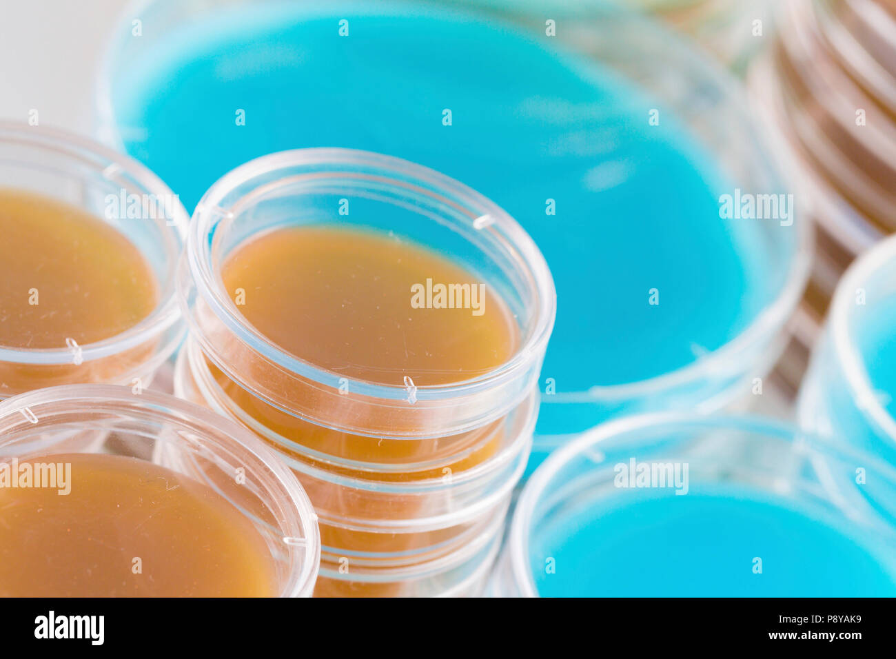 Scientific plates hi-res stock photography and images - Alamy