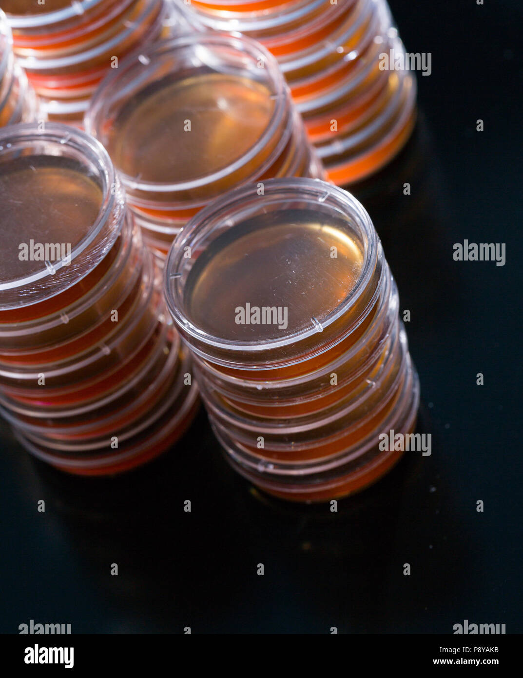 Differential agar hi-res stock photography and images - Alamy