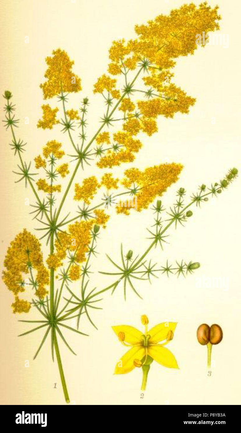 Genus galium hi-res stock photography and images - Alamy