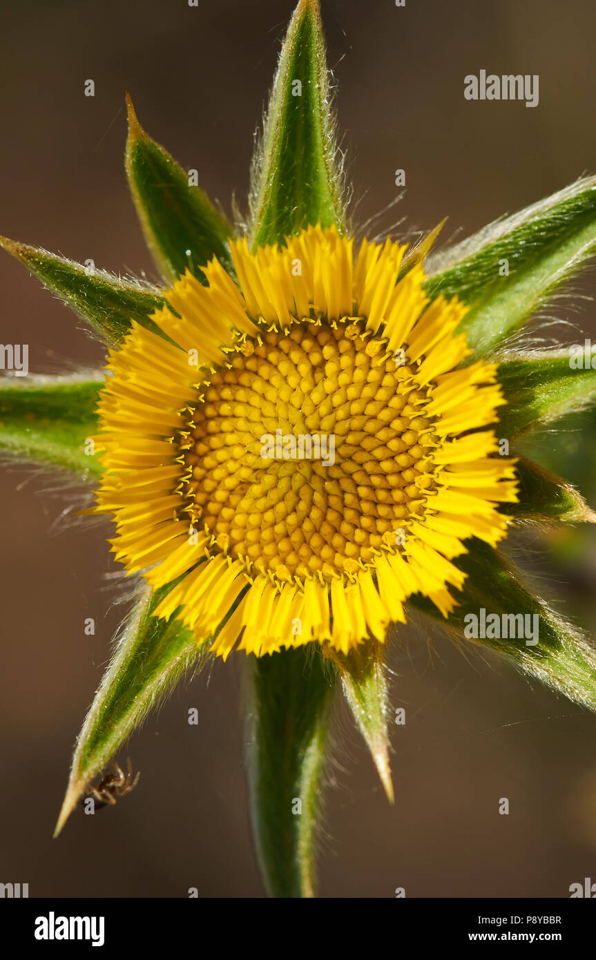 Spiny star hi-res stock photography and images - Alamy