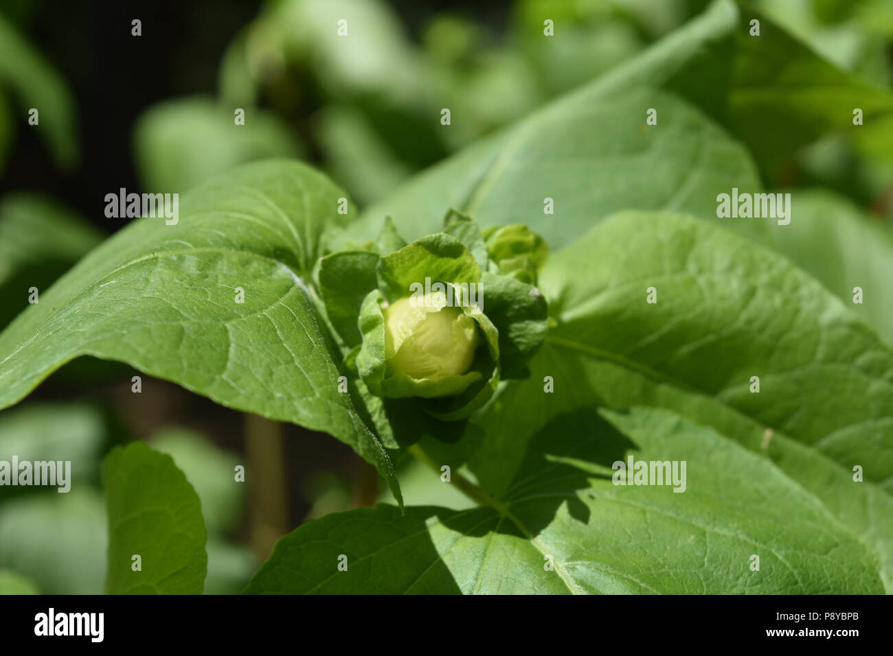 Beautiful green lush bush in a garden Stock Photo - Alamy