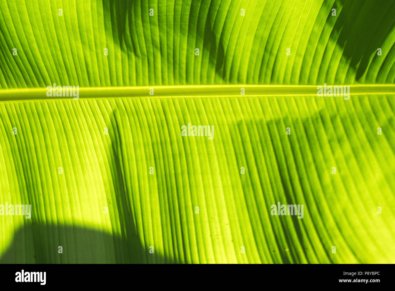 Close-up of a banana (Musa sp.) leaf Stock Photo - Alamy