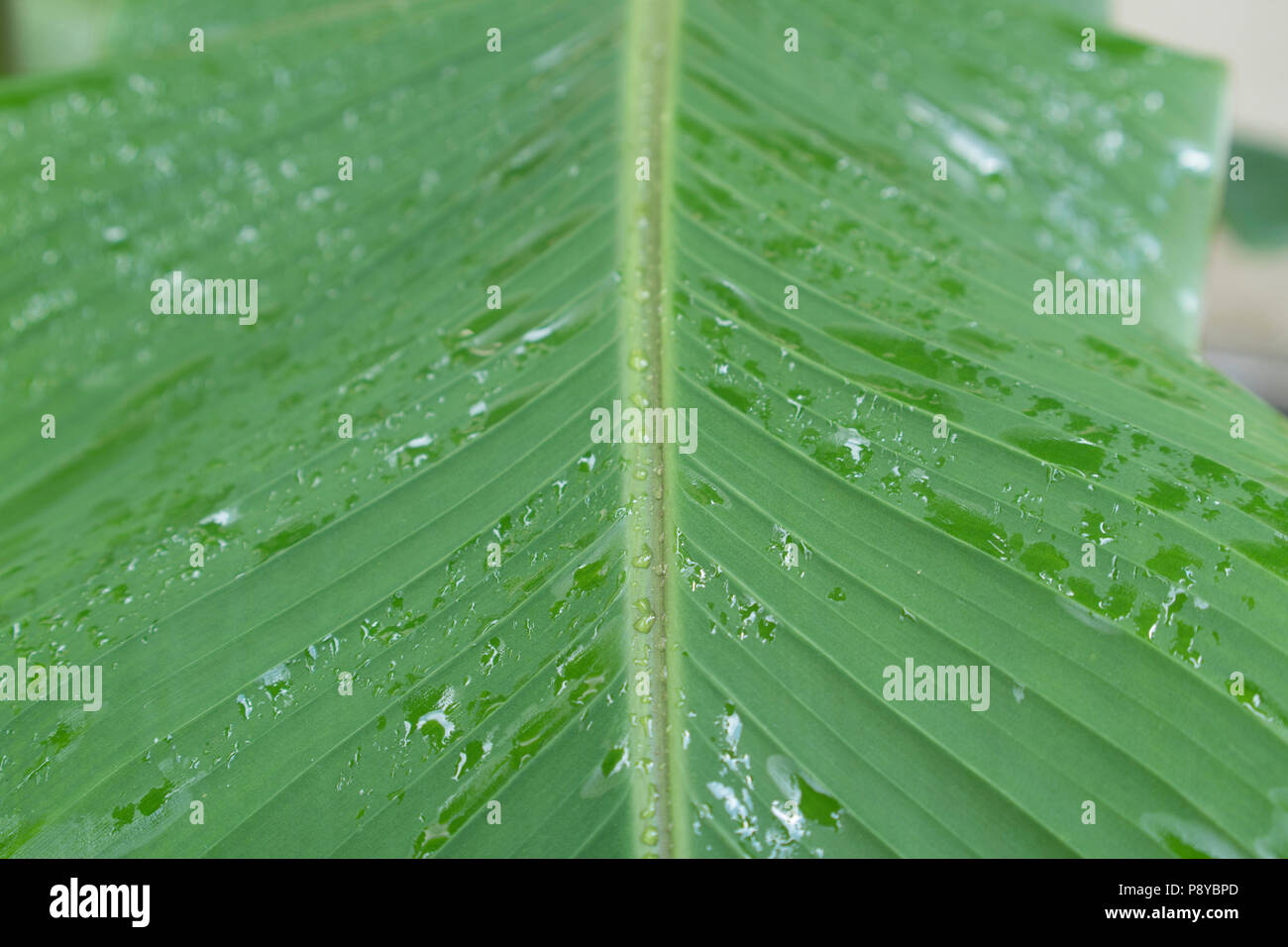 Musa sp hi-res stock photography and images - Alamy