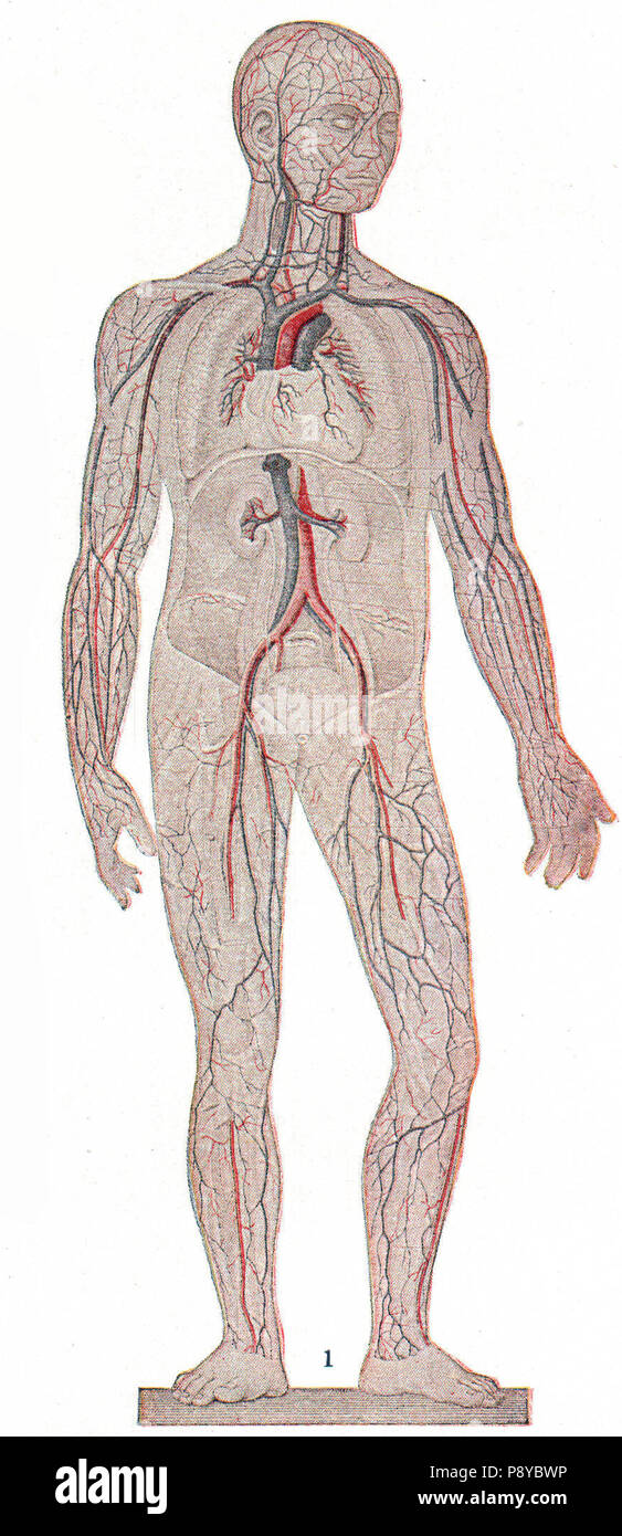 General circulation in human hi-res stock photography and images - Alamy