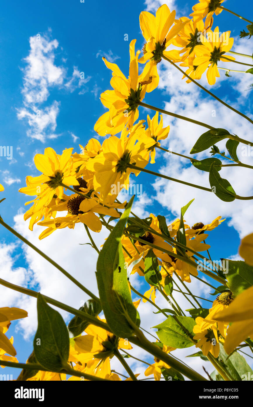 Sunny yellow flowers hi-res stock photography and images - Alamy
