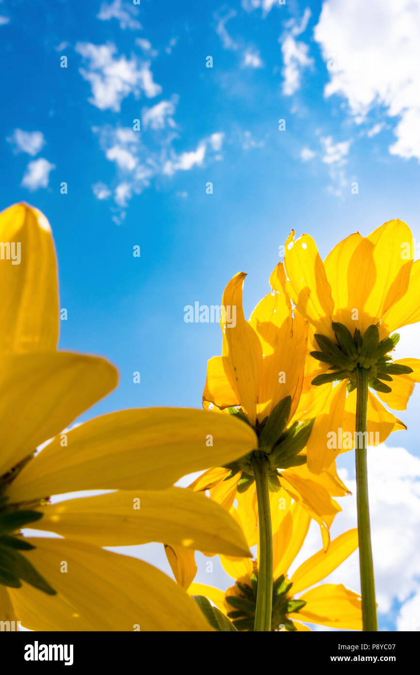 Yellow day flowers hi-res stock photography and images - Alamy