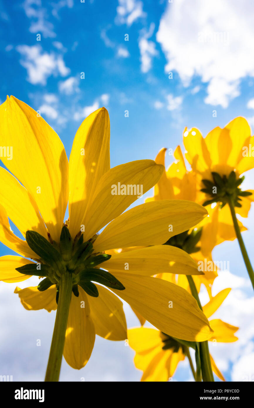 Yellow day flowers hi-res stock photography and images - Alamy
