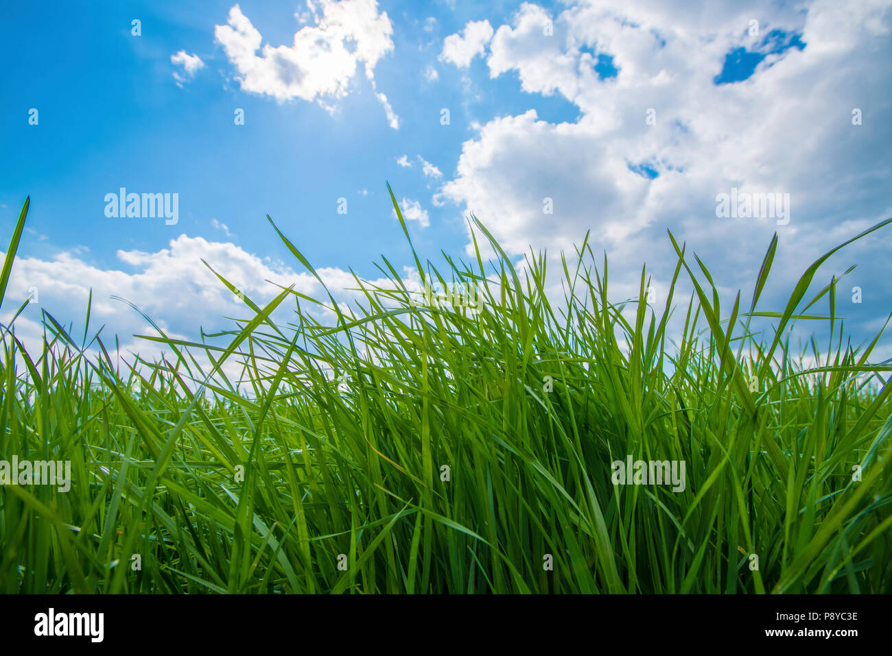 Summer grass hi-res stock photography and images - Alamy