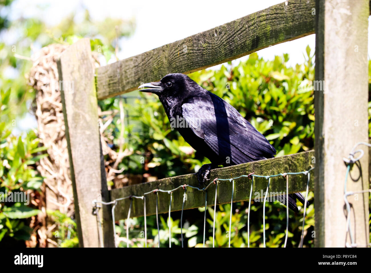 Crow sitting on black wire hi-res stock photography and images - Alamy
